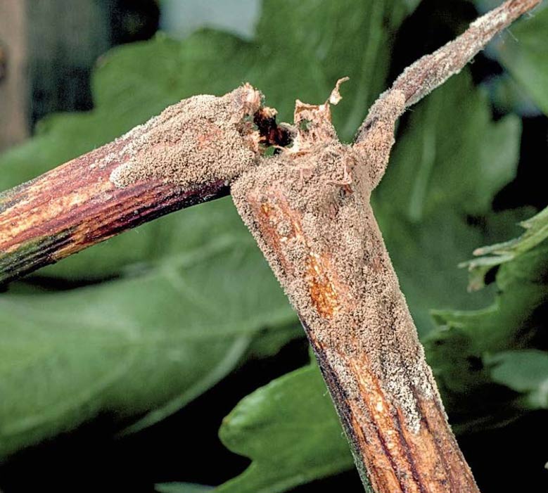 Pilkasis arba Kekerinis Puvinys - Vynmedziusosidnukai.lt